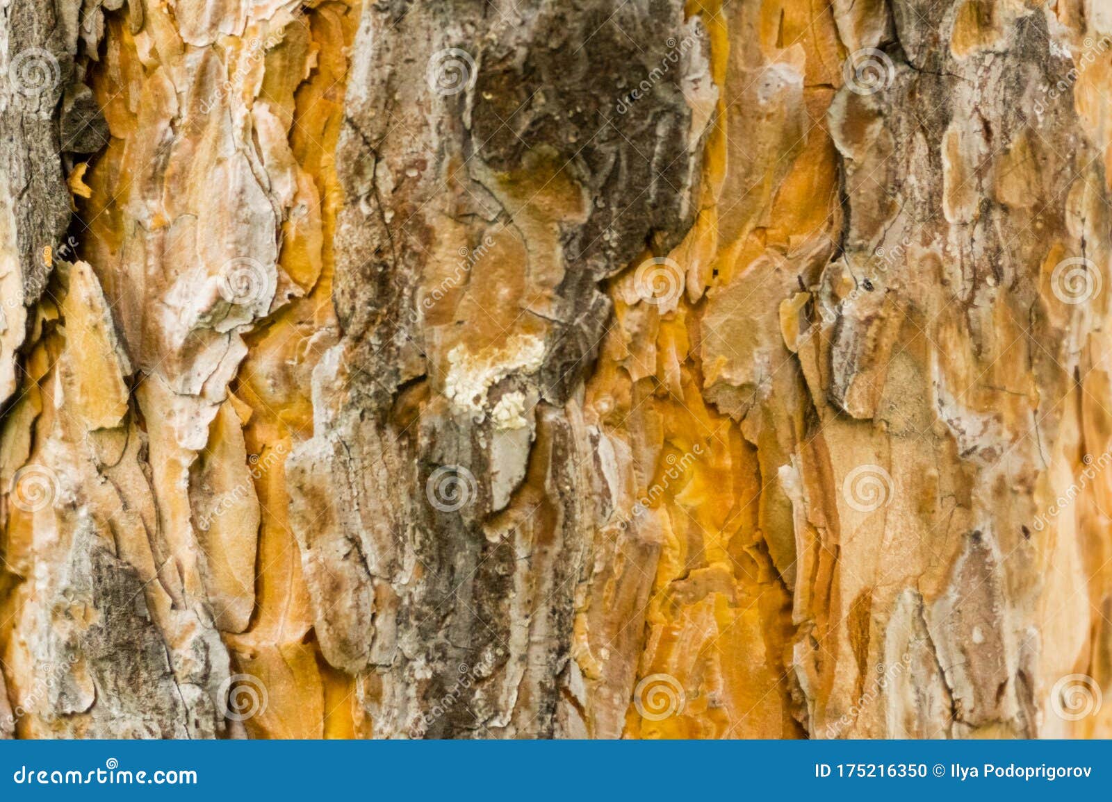 Old Brown Rough Tree Bark Background Texture, Brown Ð¾ak Tree Bark ...