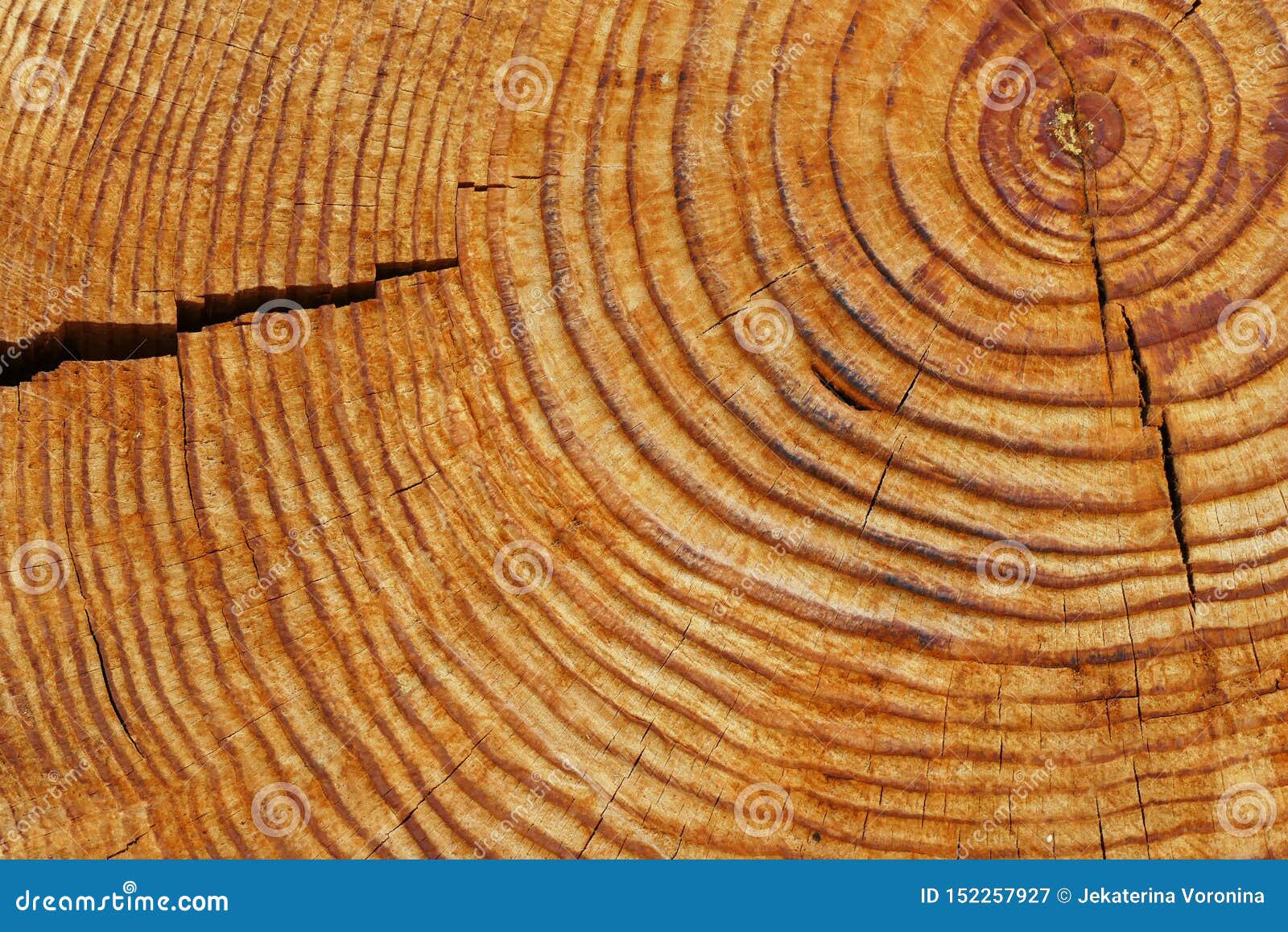 Tree Rings Texture / Cross Section Of Tree Showing Growth Rings Royalty ...