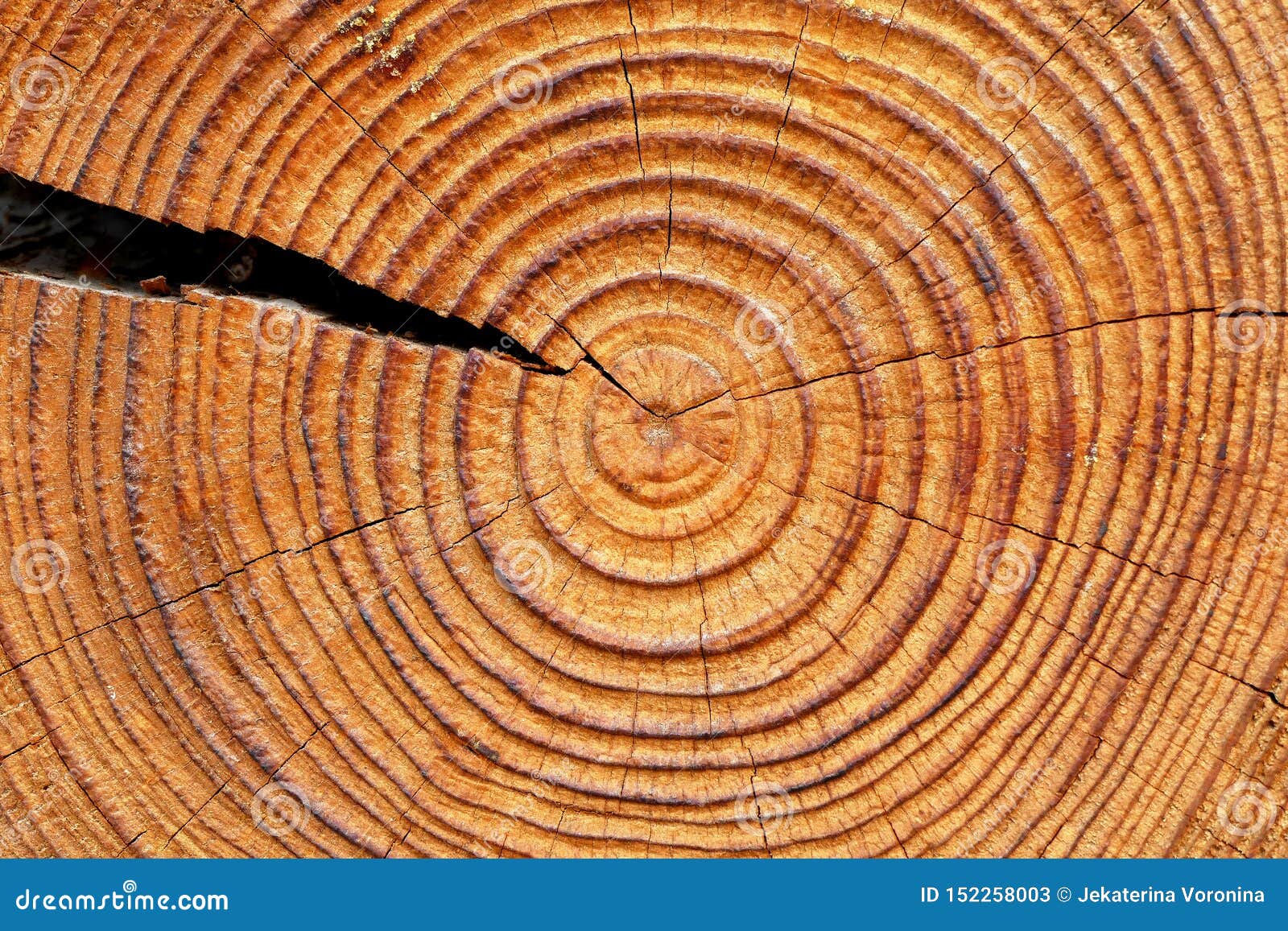Old brown tree rings stock image. Image of desk, texture - 152258003