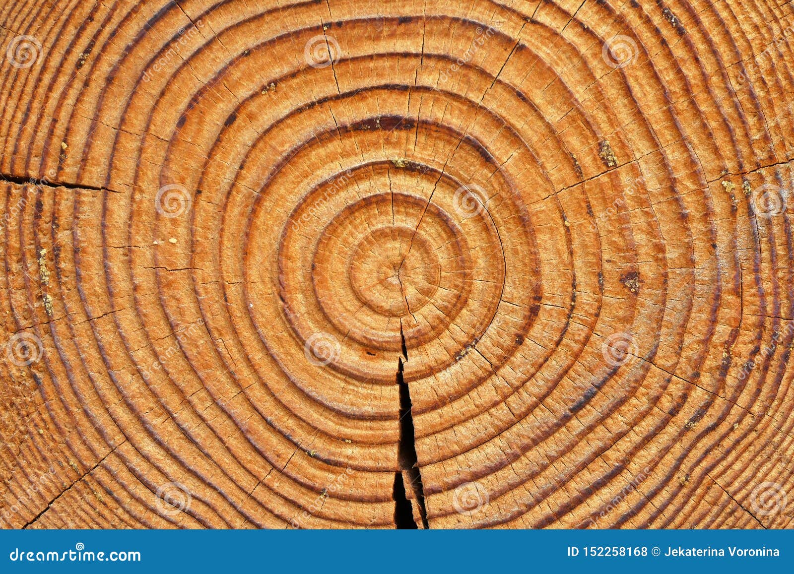 Old brown tree rings stock photo. Image of wood, surface - 152258168