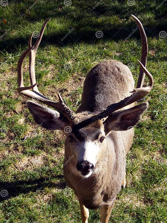 Old Buck stock image. Image of wildlife, looking, points - 16736085