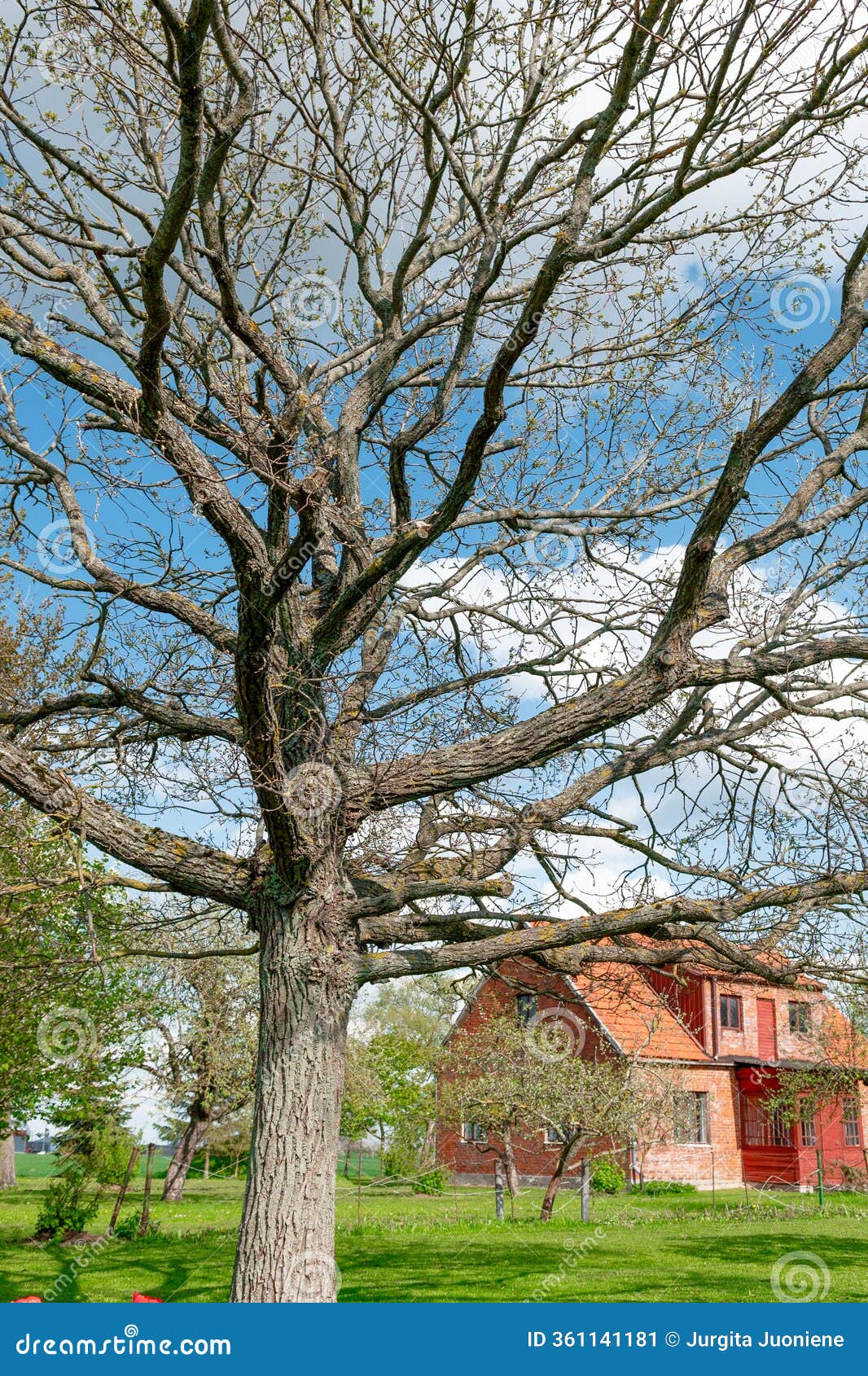 Old Budding Oak Tree in Springtime in Garden, Oak Tree with Buds in ...