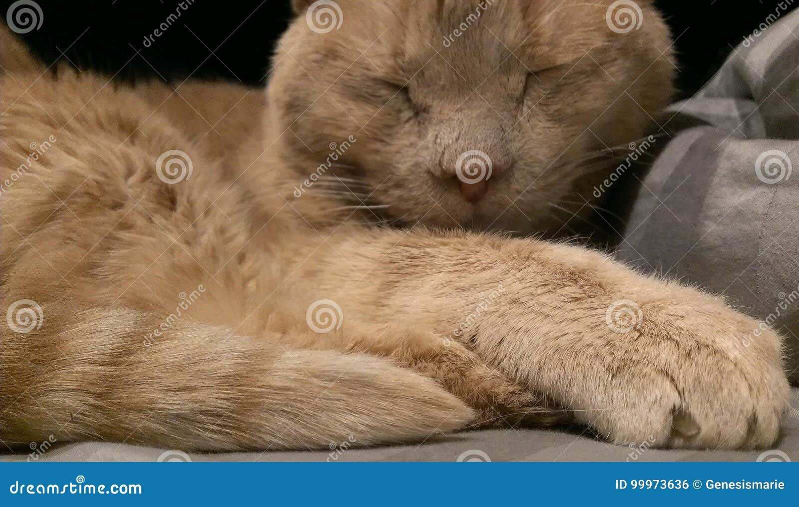Old Buff Colored Cat Stock Photos - Free & Royalty-Free Stock Photos ...