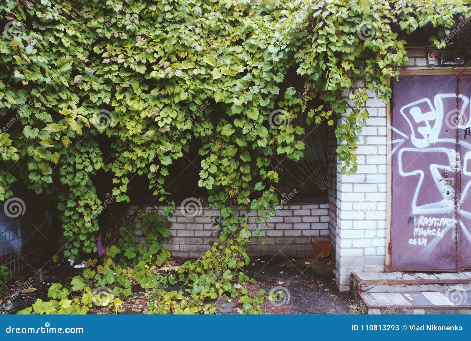 Old Building Braided with Vineyard Stock Image - Image of door ...