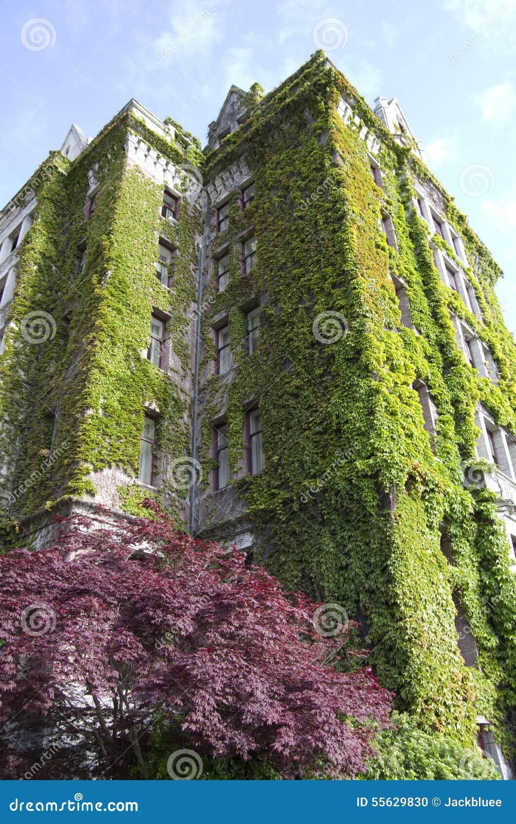Old Building Covered with Ivy Stock Photo - Image of covered, empress ...