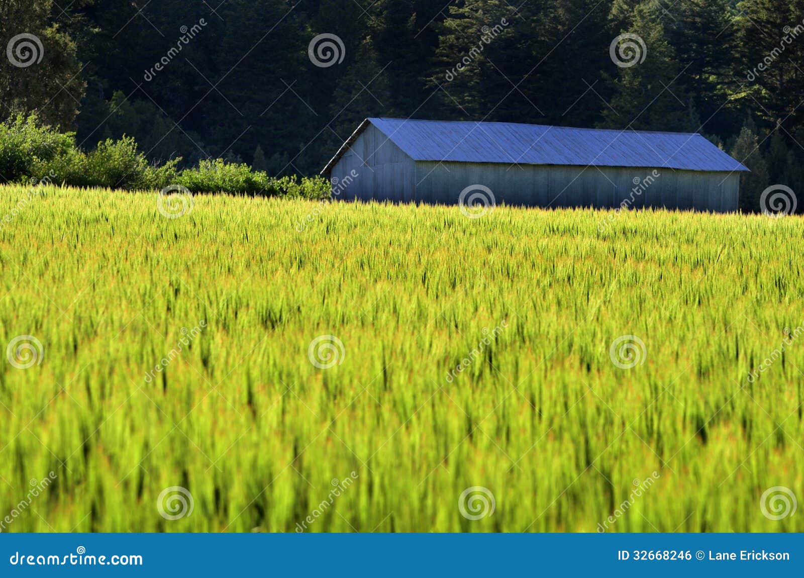 Old Building in Field stock photo. Image of barn, green - 32668246