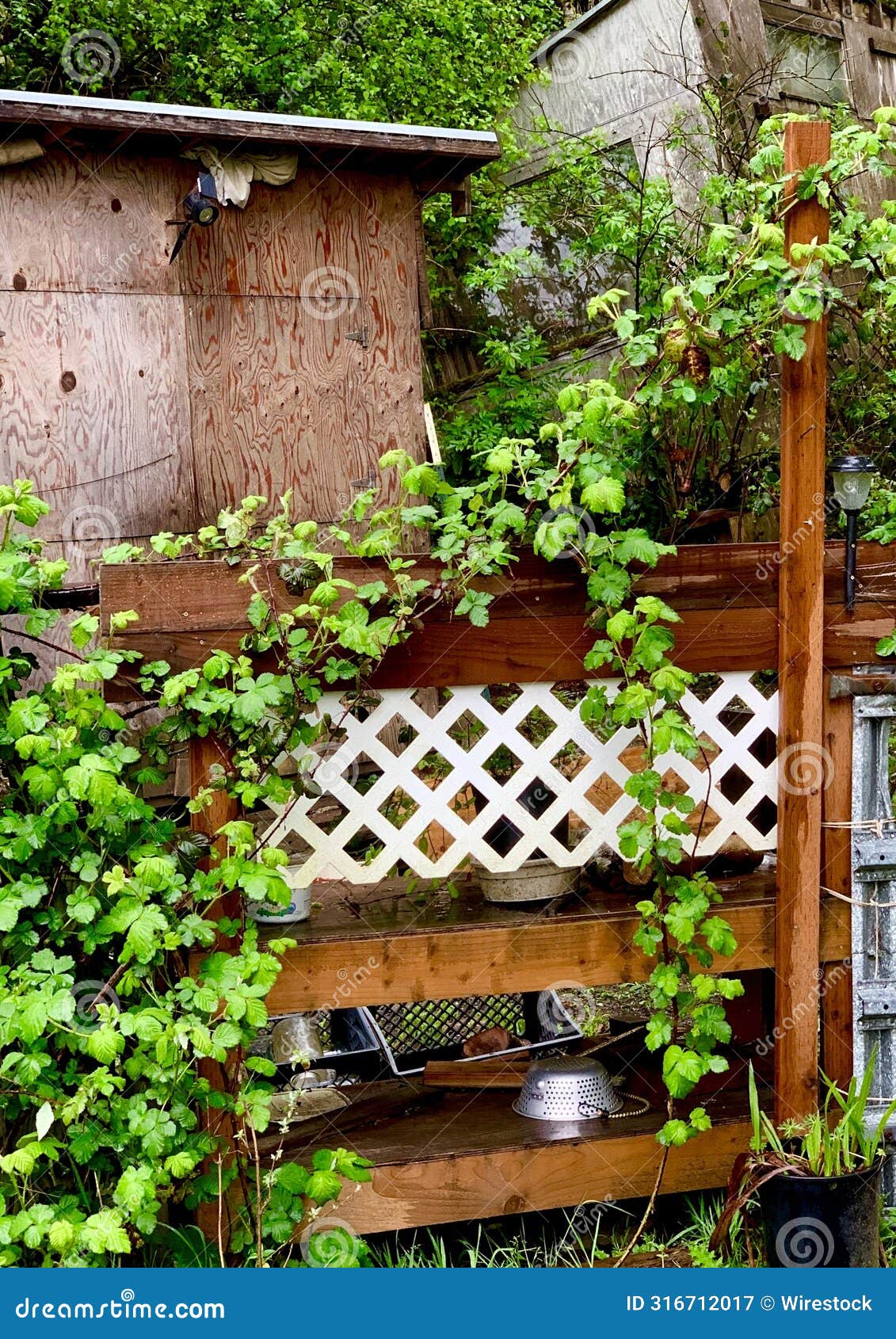 Old Building Reclaimed by Nature in Oregon Stock Image - Image of ...