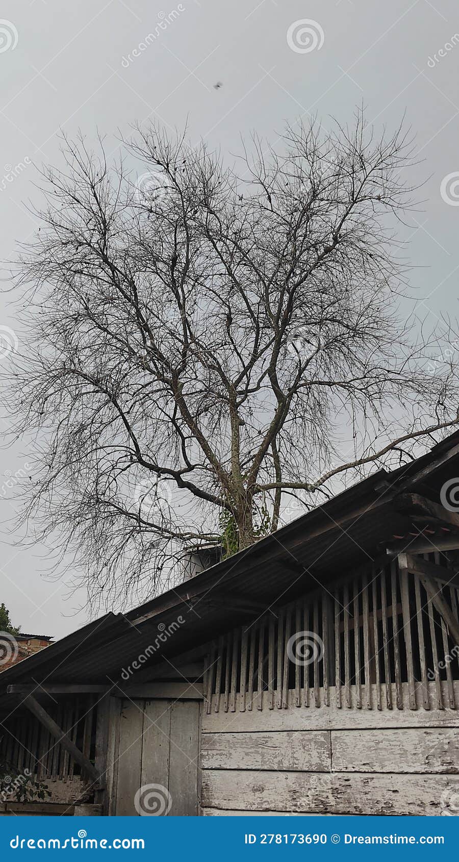 Old Building and Old Tree Decades Vintage Stock Photo - Image of tree ...