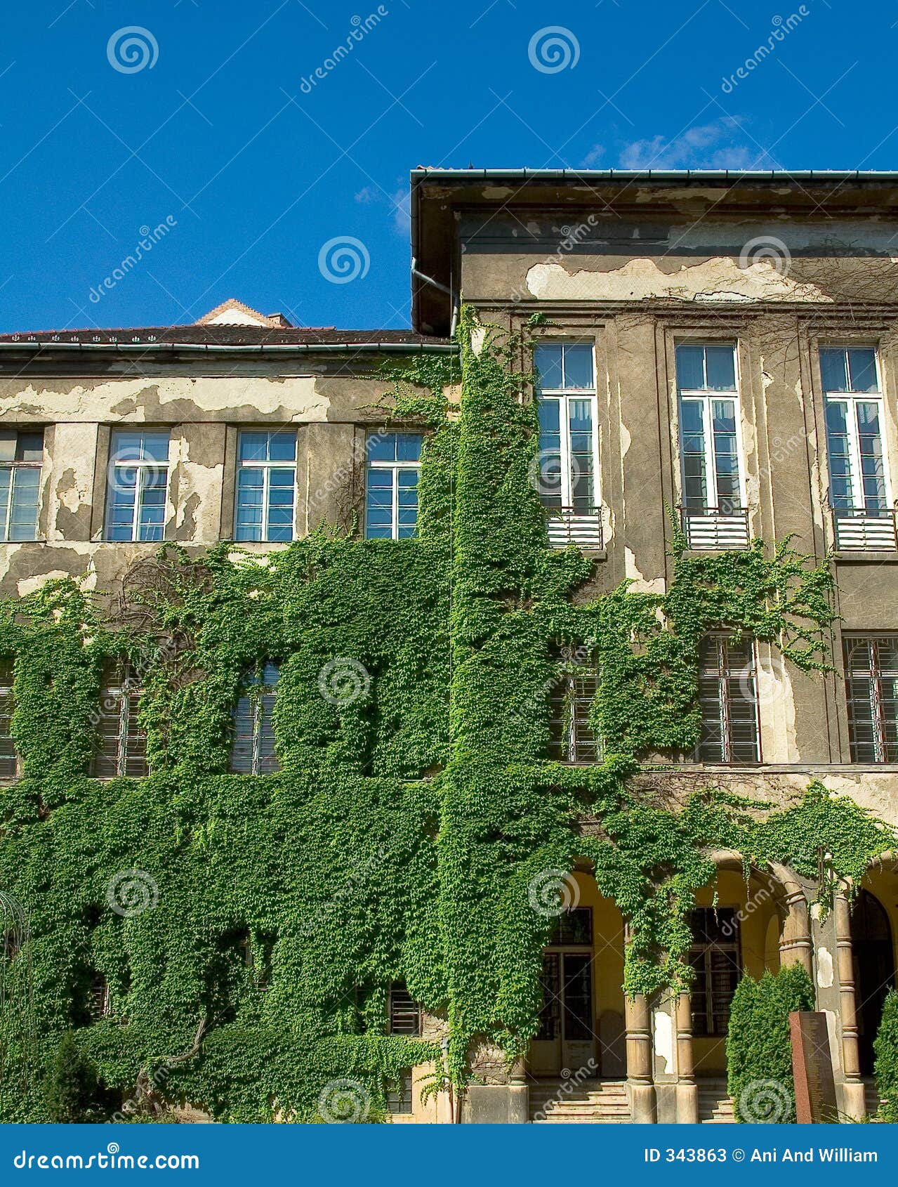 Old building with vines stock image. Image of home, house - 343863