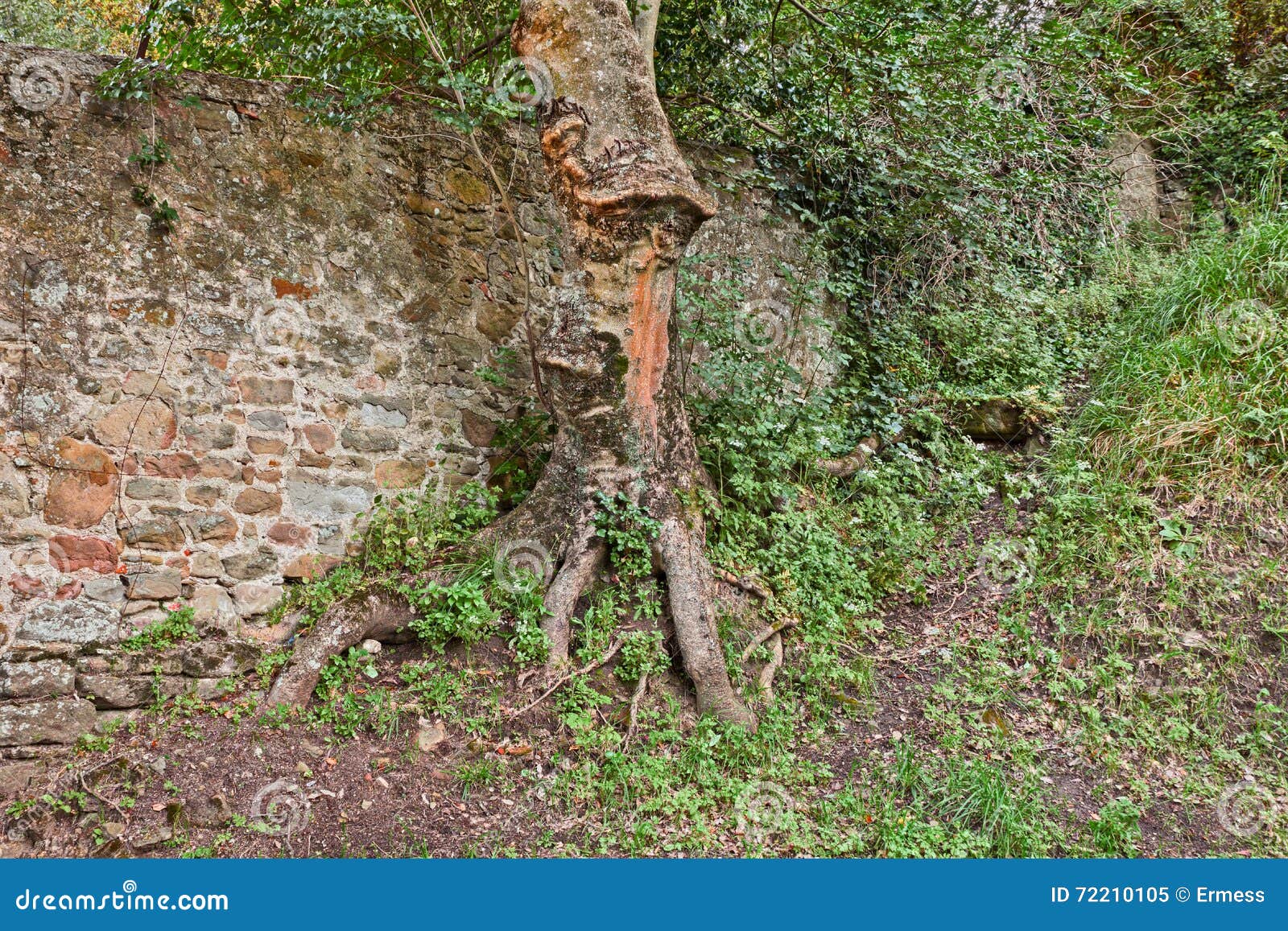 Old bumpy tree trunk stock image. Image of forest, plant - 72210105