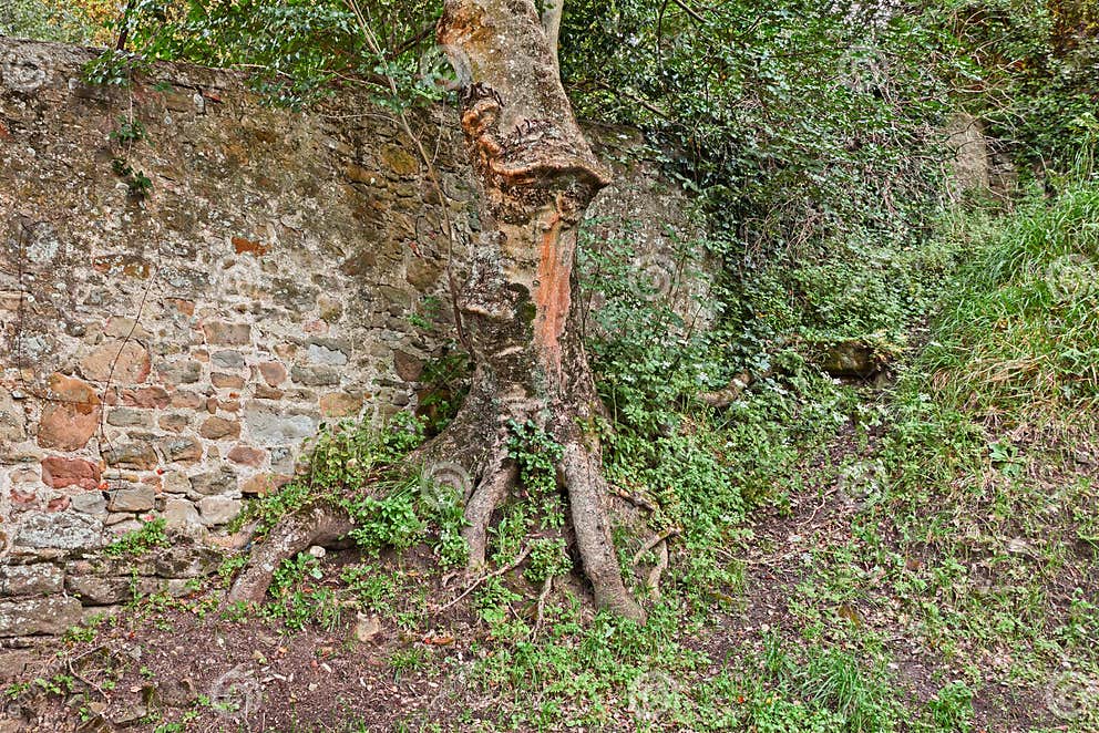 Old bumpy tree trunk stock image. Image of forest, plant - 72210105