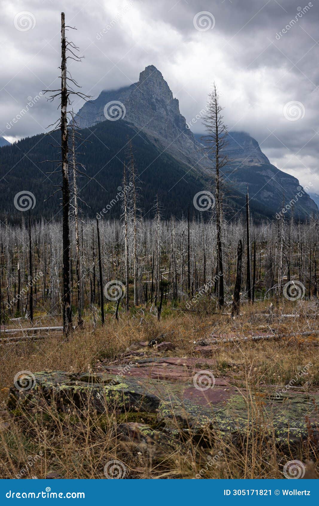 Old burn in the mountains stock image. Image of national - 305171821