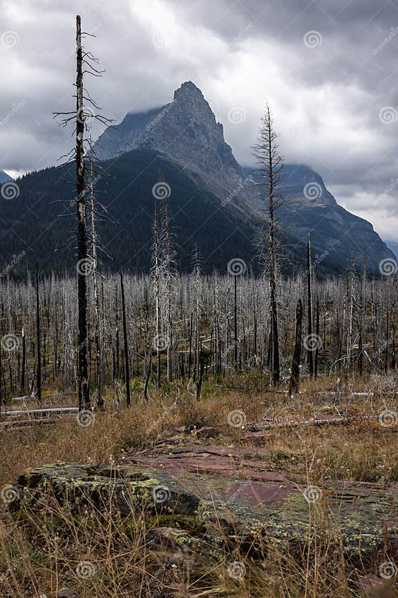 Old burn in the mountains stock image. Image of national - 305171821