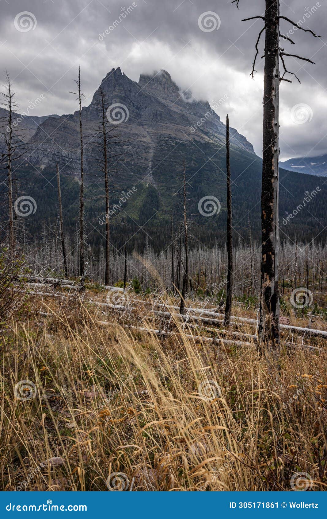 Old burn in the mountains stock image. Image of outdoors - 305171861