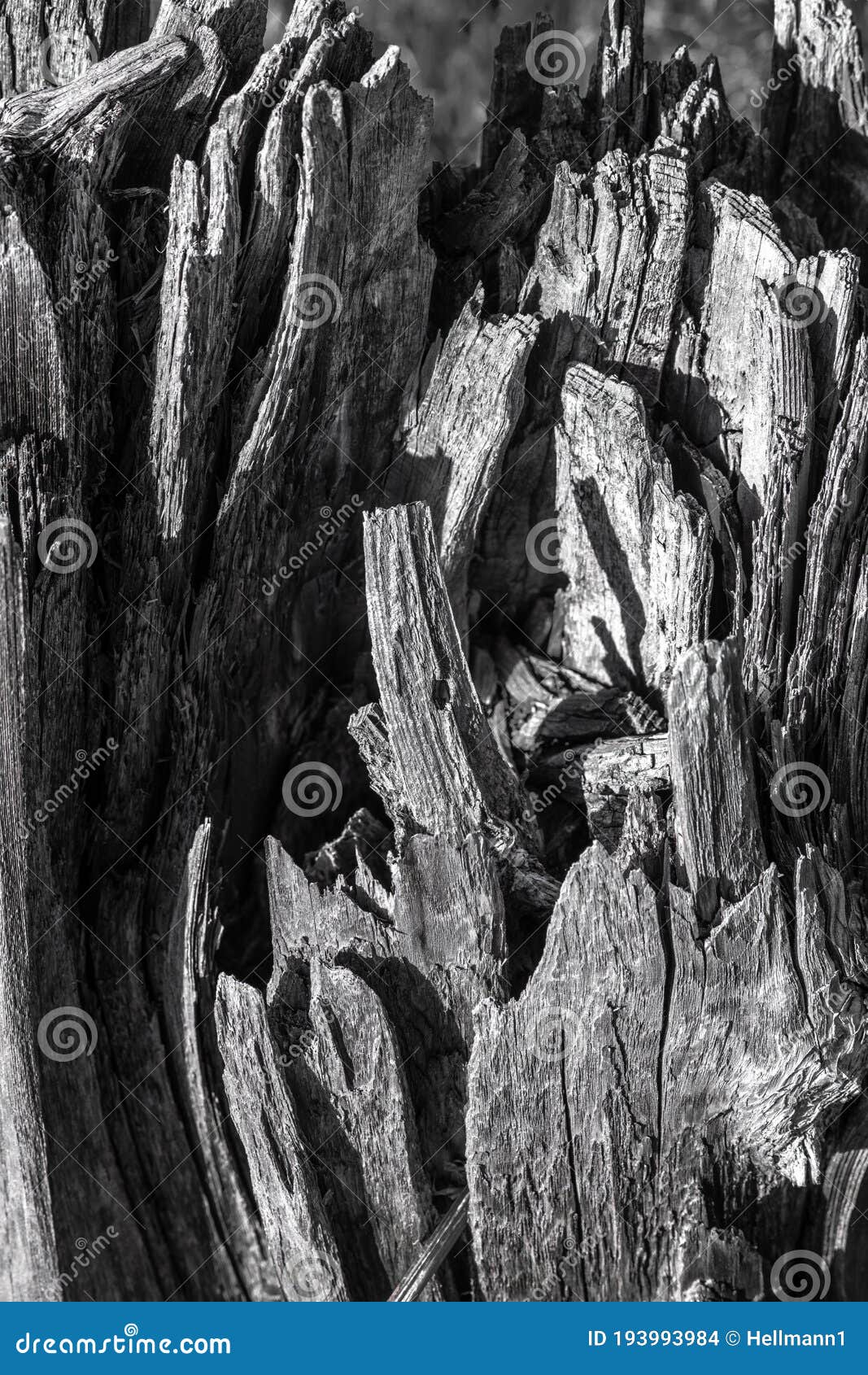 Old Burned Tree Trunk stock photo. Image of gray, surface - 193993984