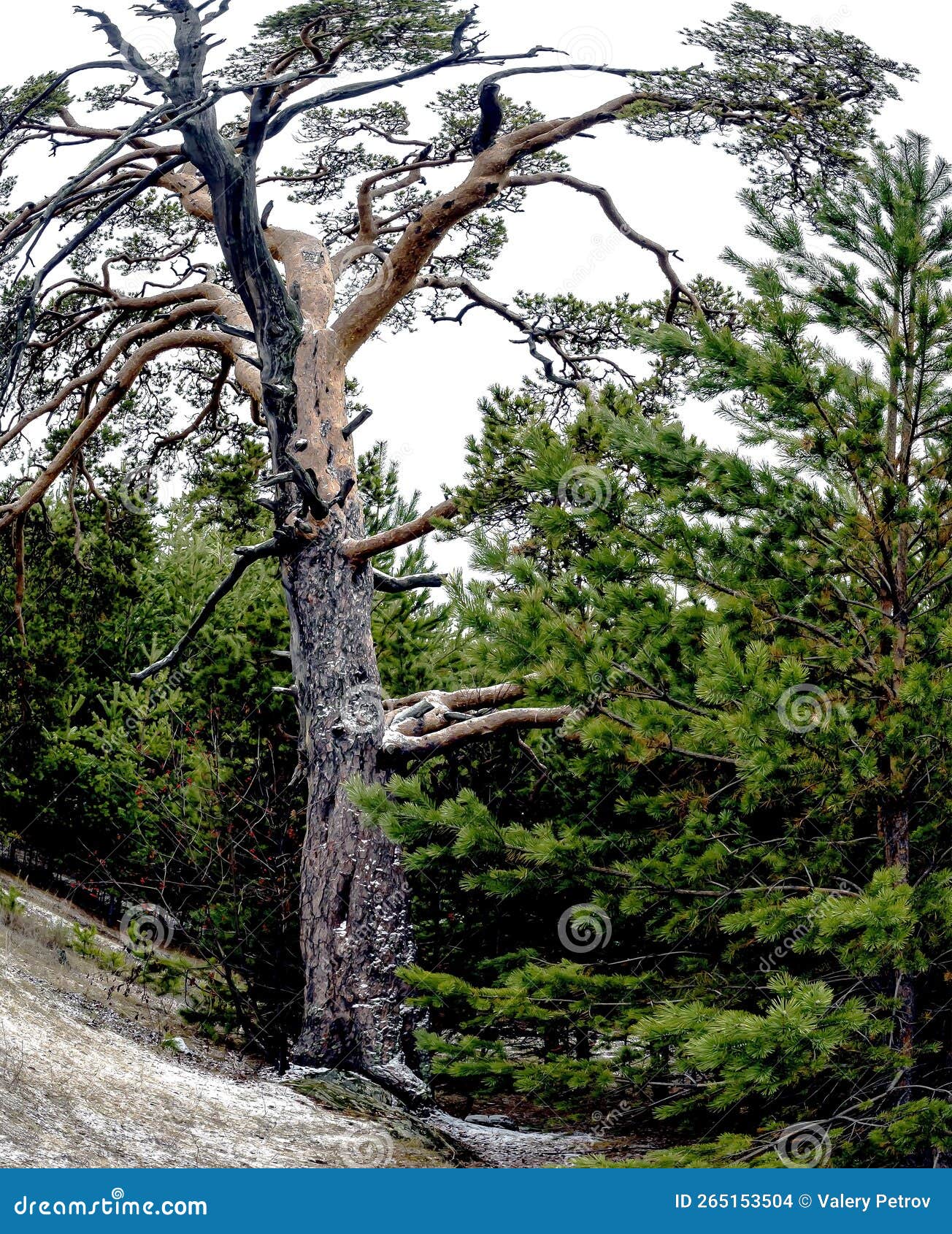 Old Mangled Pine Tree on Top of a Hill Stock Photo - Image of roots ...