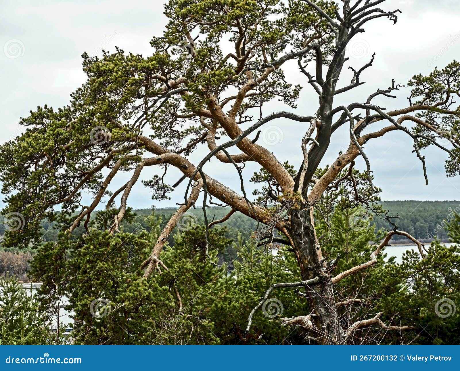 Old Mangled Pine Tree on Top of a Hill Stock Photo - Image of hill ...