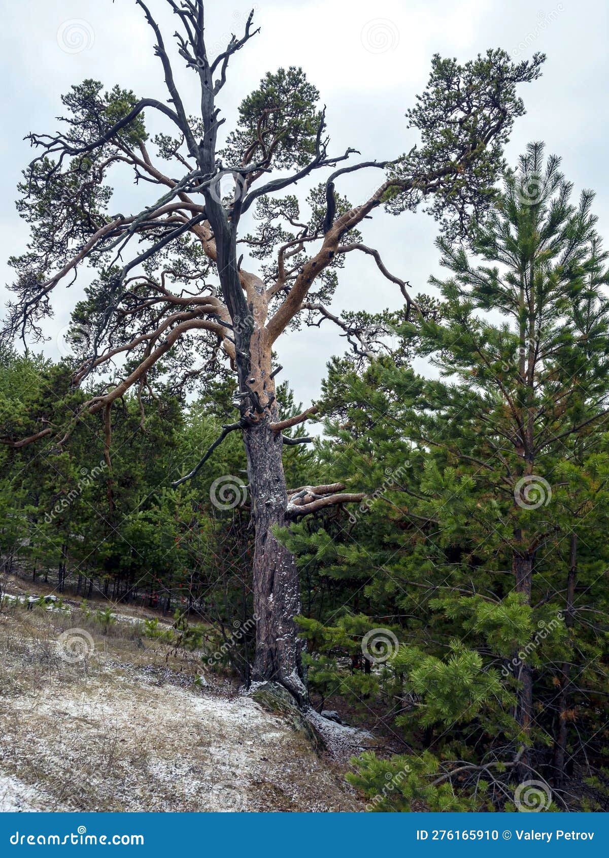 Old Mangled Pine Tree on Top of a Hill Stock Photo - Image of blue ...