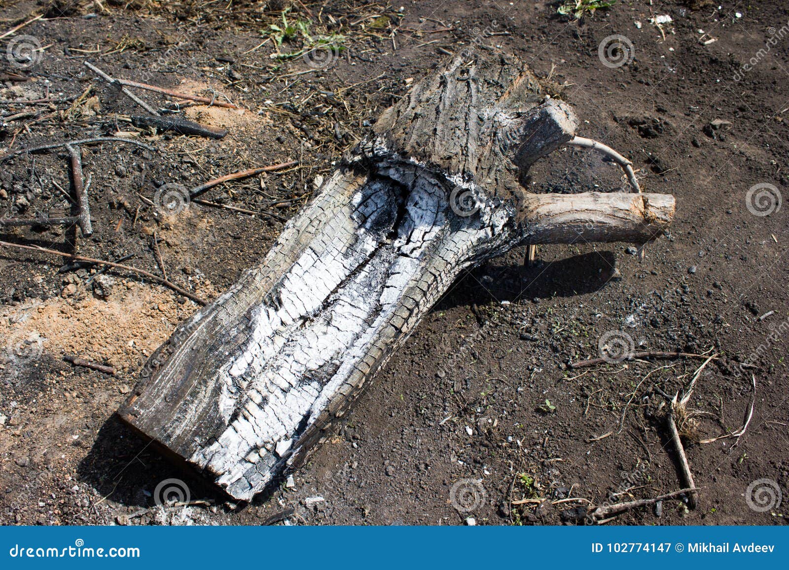 Old burnt tree stump. stock image. Image of black, texture - 102774147