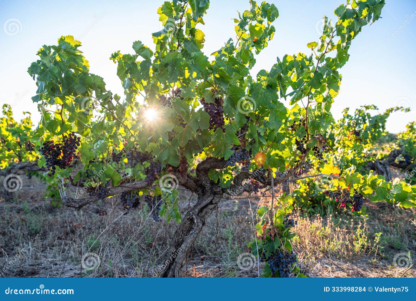 Old Bushes of Vine with Wine Grapes in the Evening Sunlight Stock Photo ...