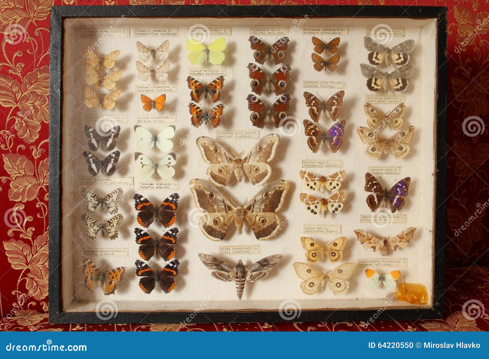 Old butterfly collection stock photo. Image of natural - 64220550