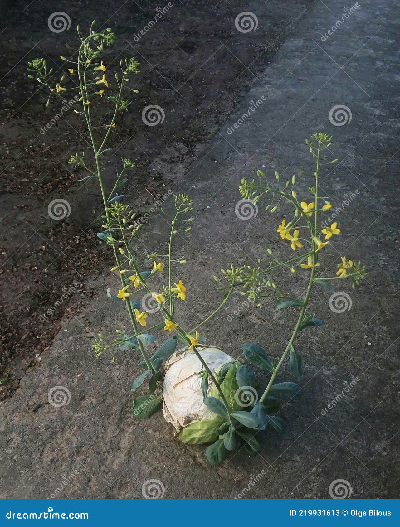 Old cabbage blossom stock image. Image of blossom, food - 219931613