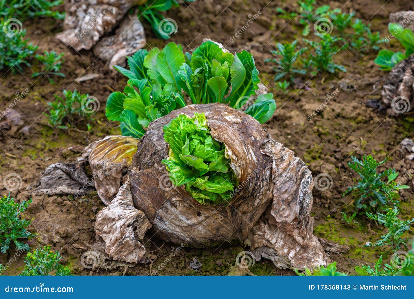 Old Cabbage with Fresh Leaves in Spring Stock Image - Image of seeds ...