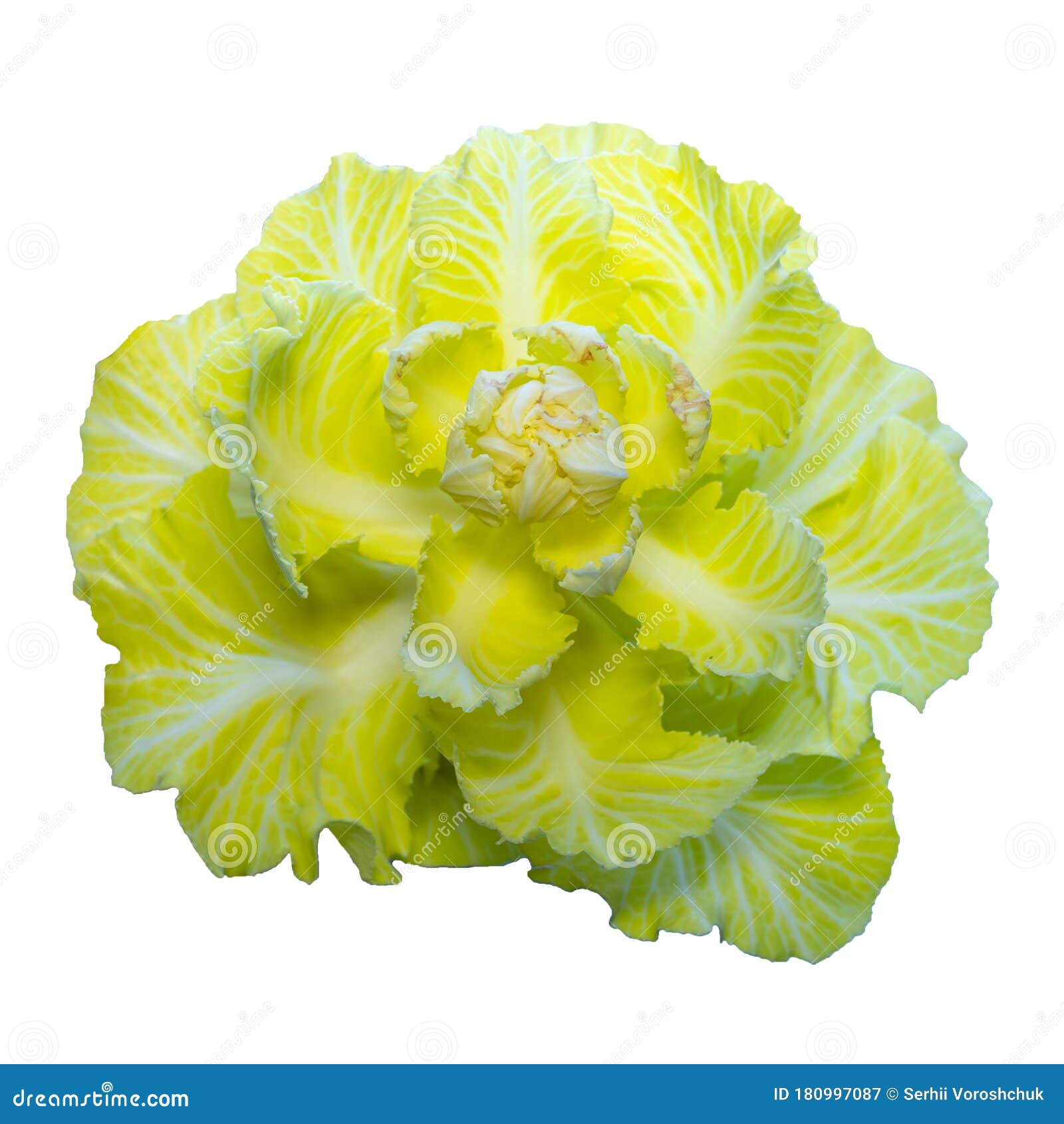 Old Cabbage Gives Life To Young Cabbage Stock Image - Image of produce ...