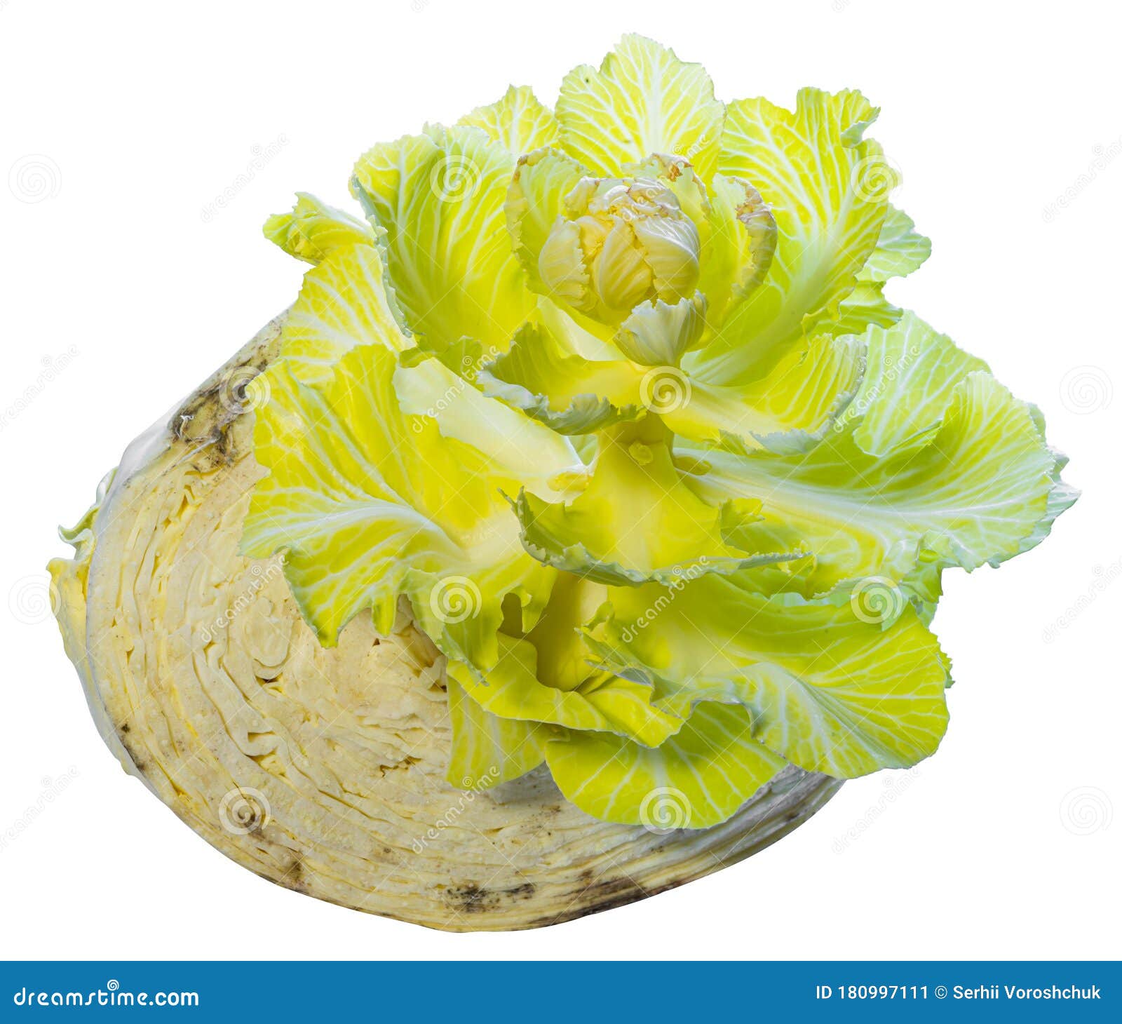 Old Cabbage Gives Life To Young Cabbage Stock Image - Image of ancient ...