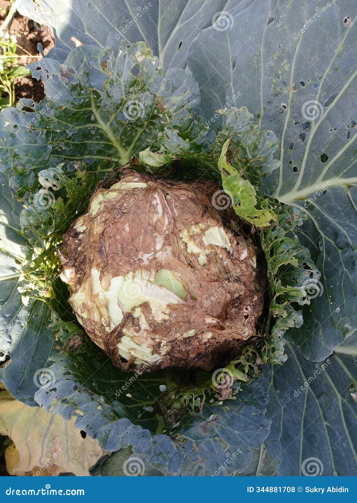 Fungal Disease Royalty-Free Stock Photography | CartoonDealer.com #25813865