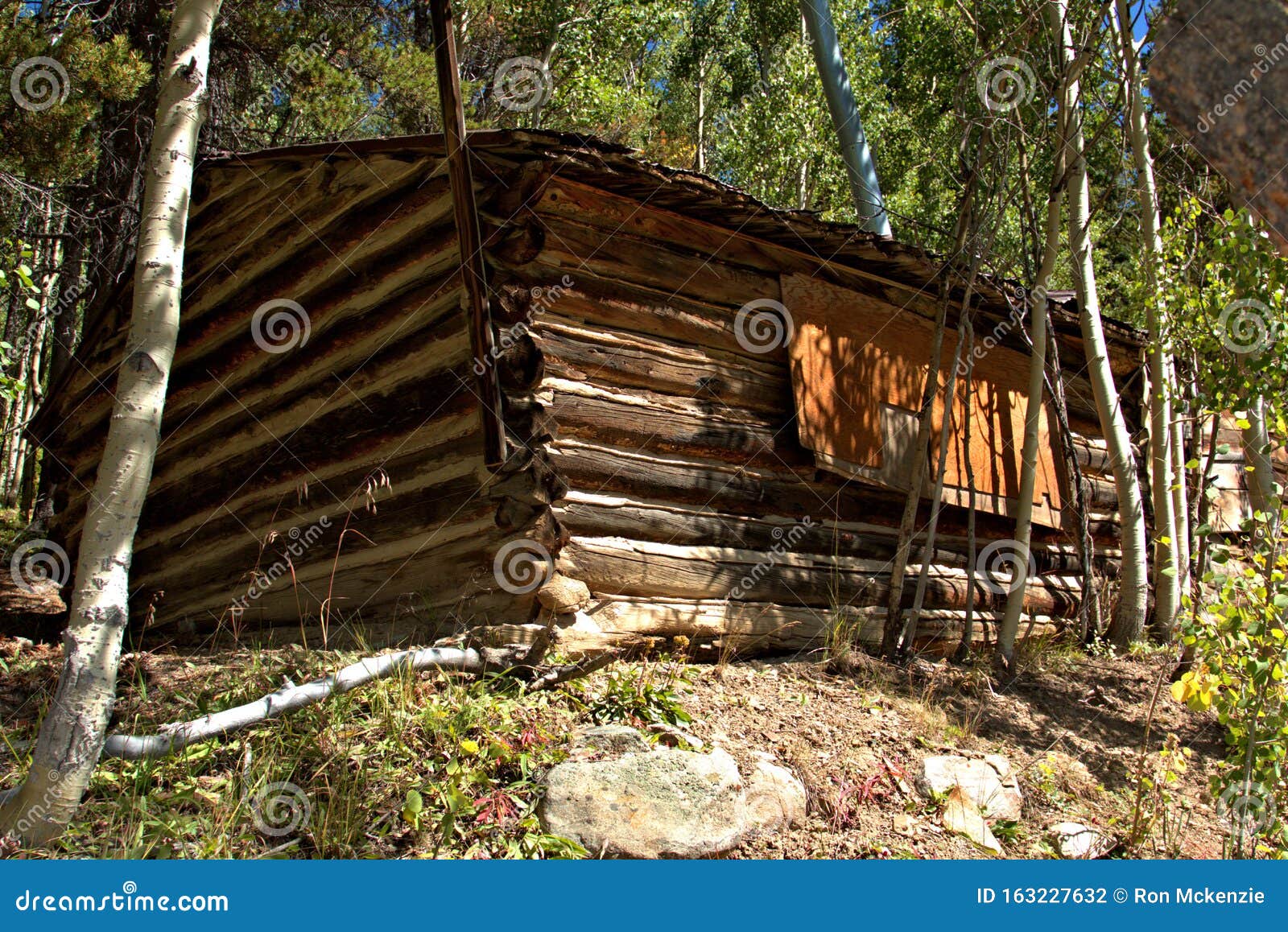 Old cabin in remote forest stock photo. Image of birch - 163227632