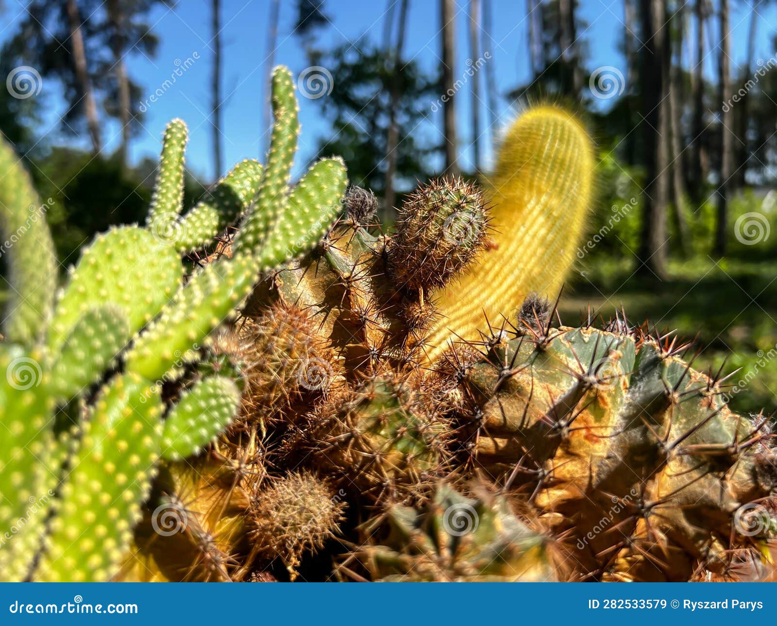 Old Cacti Displayed from a Home Window Sill into the Forest Stock Image ...