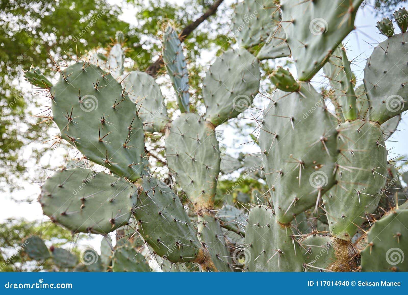 Cactus Growing in the Park with Long Thorns and Tree Big Tree in ...