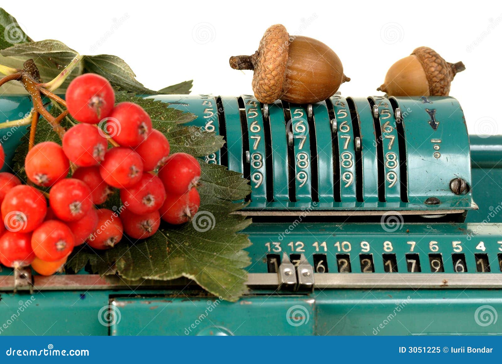 Acorn Count Stock Photos - Free & Royalty-Free Stock Photos from Dreamstime