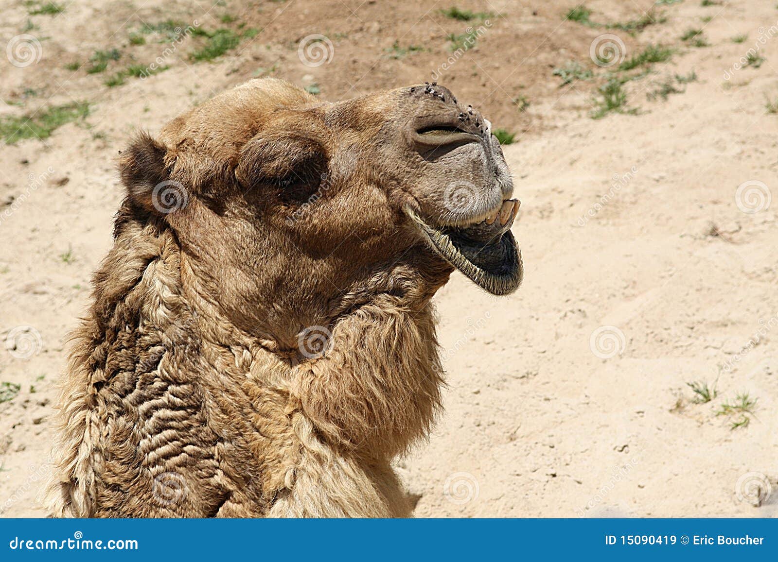 Old Camel stock image. Image of arabic, brown, nose, side - 15090419
