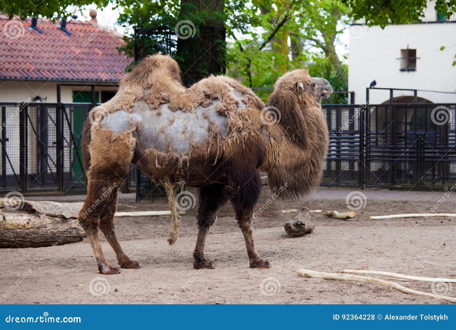 Old camel stock photo. Image of dromedary, camel, park - 92364228