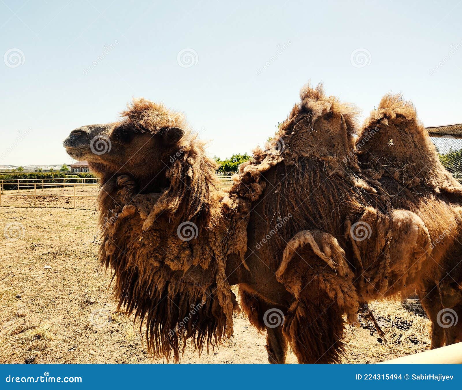 Old Camel in the farm stock photo. Image of eating, farm - 224315494