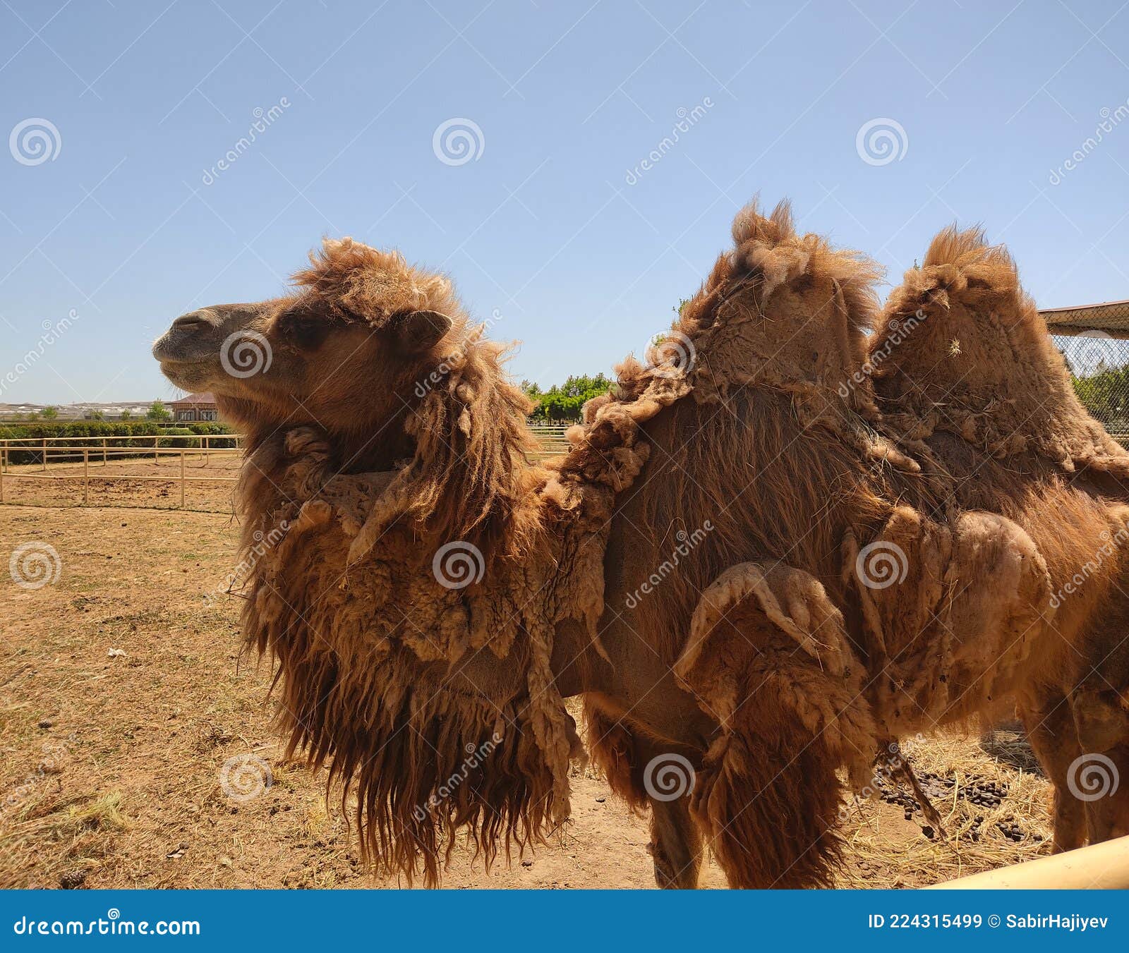 Old Camel in the farm stock image. Image of field, vineyard - 224315499