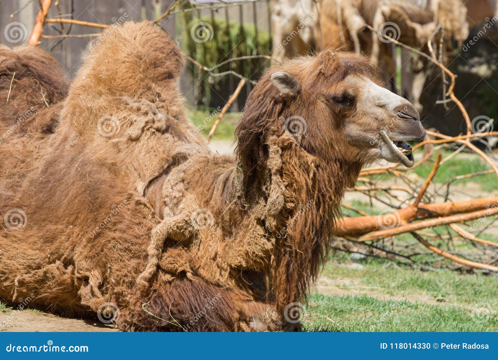 The Old Camel Lies on the Green Grass Stock Photo - Image of white ...