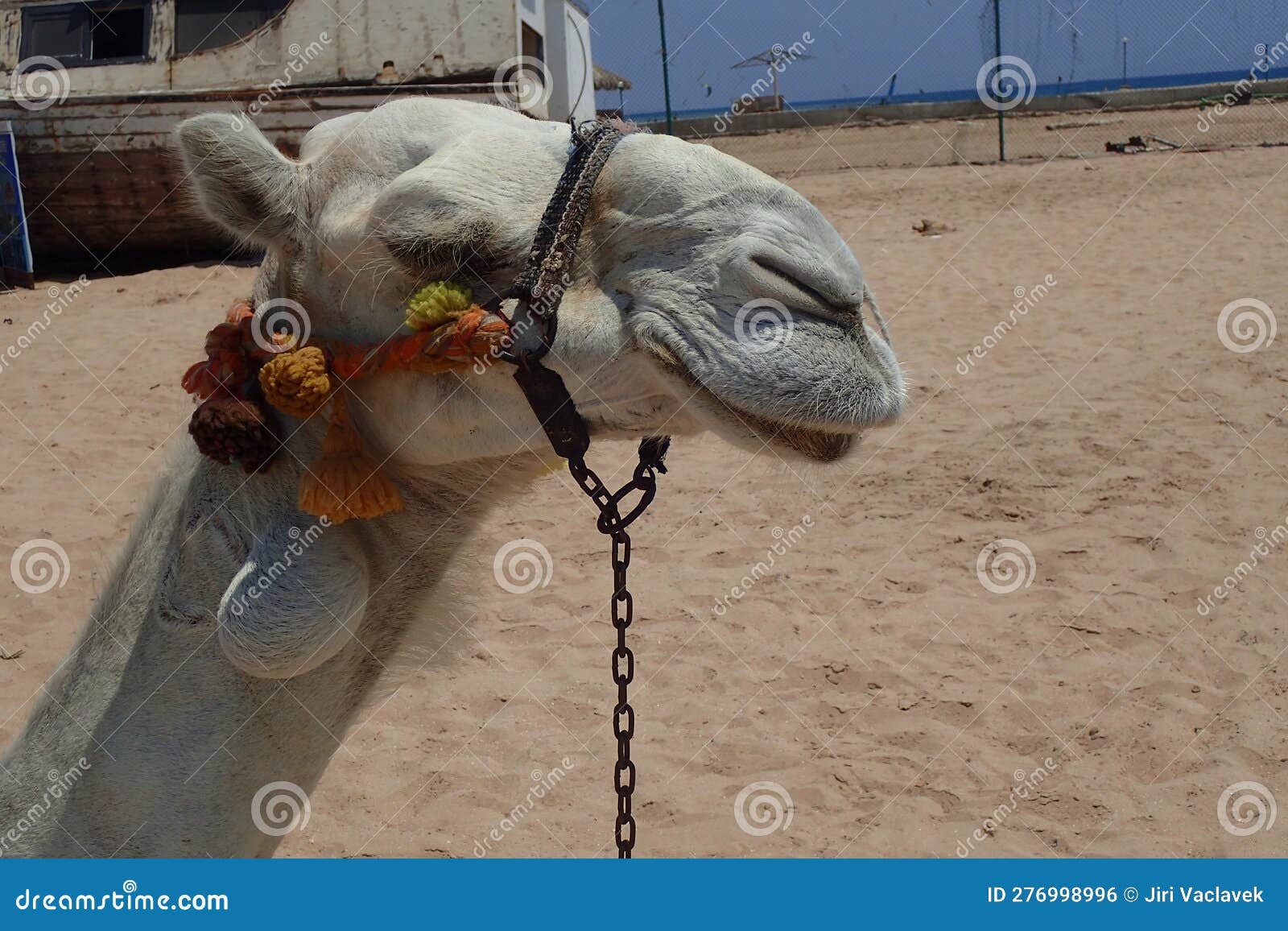 Camel on the beach stock photo. Image of traditional - 276998996