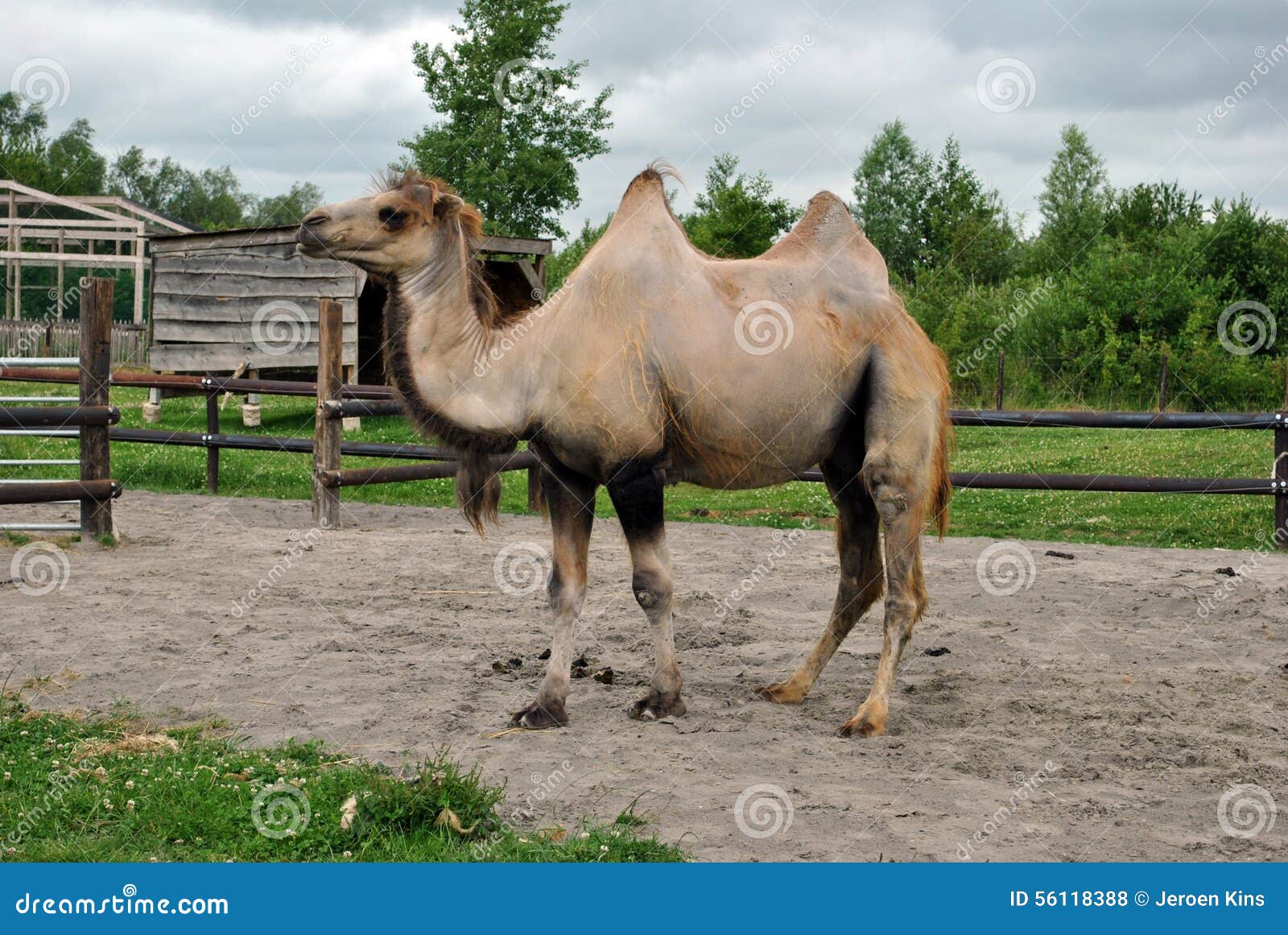 Old camel stock photo. Image of wild, humps, brown, ugly - 56118388