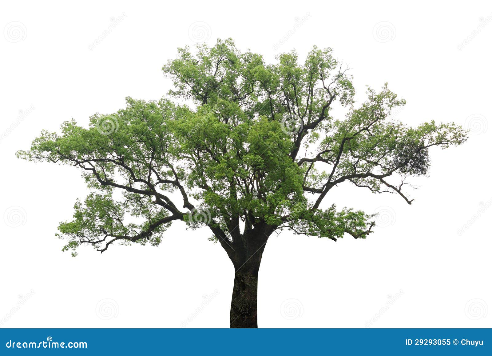Old camphor tree stock image. Image of bright, ancient - 29293055