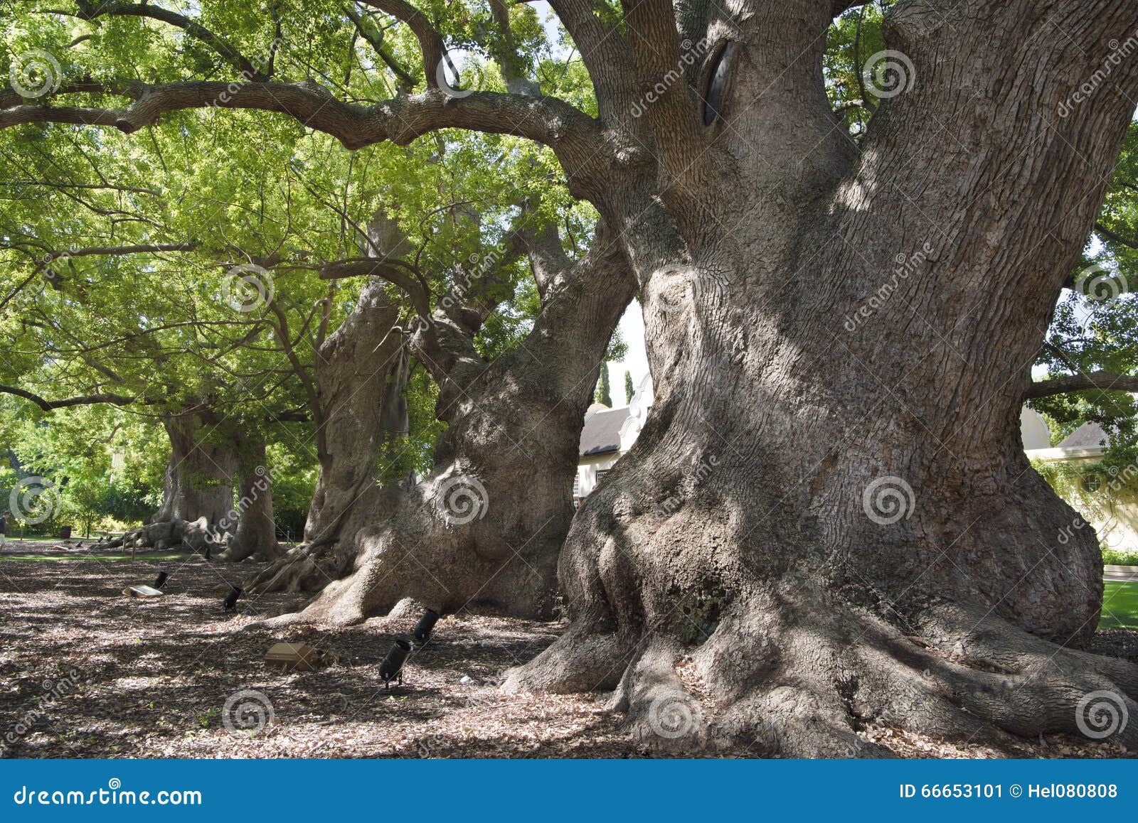 1,222 Huge Old Trees Garden Stock Photos - Free & Royalty-Free Stock ...