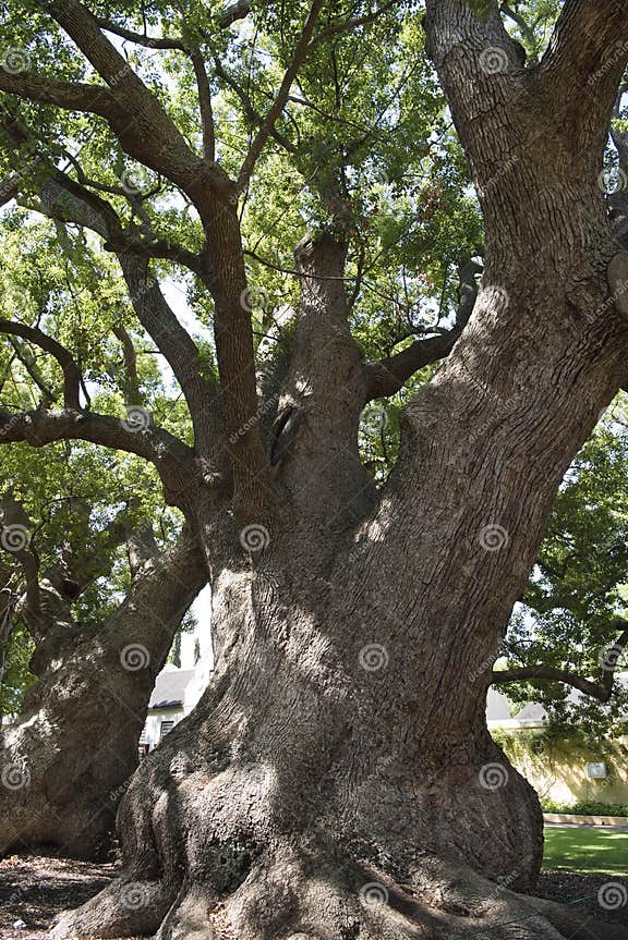 Old Camphor Trees in South Africa Stock Image - Image of africa, line ...