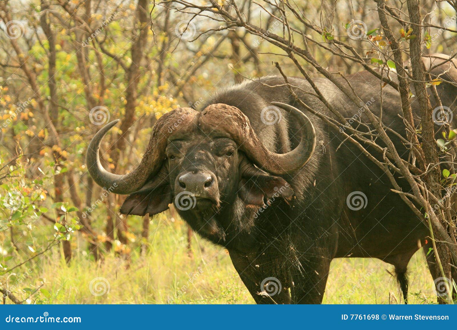 Old Cape Buffalo stock photo. Image of power, animal, heavy - 7761698