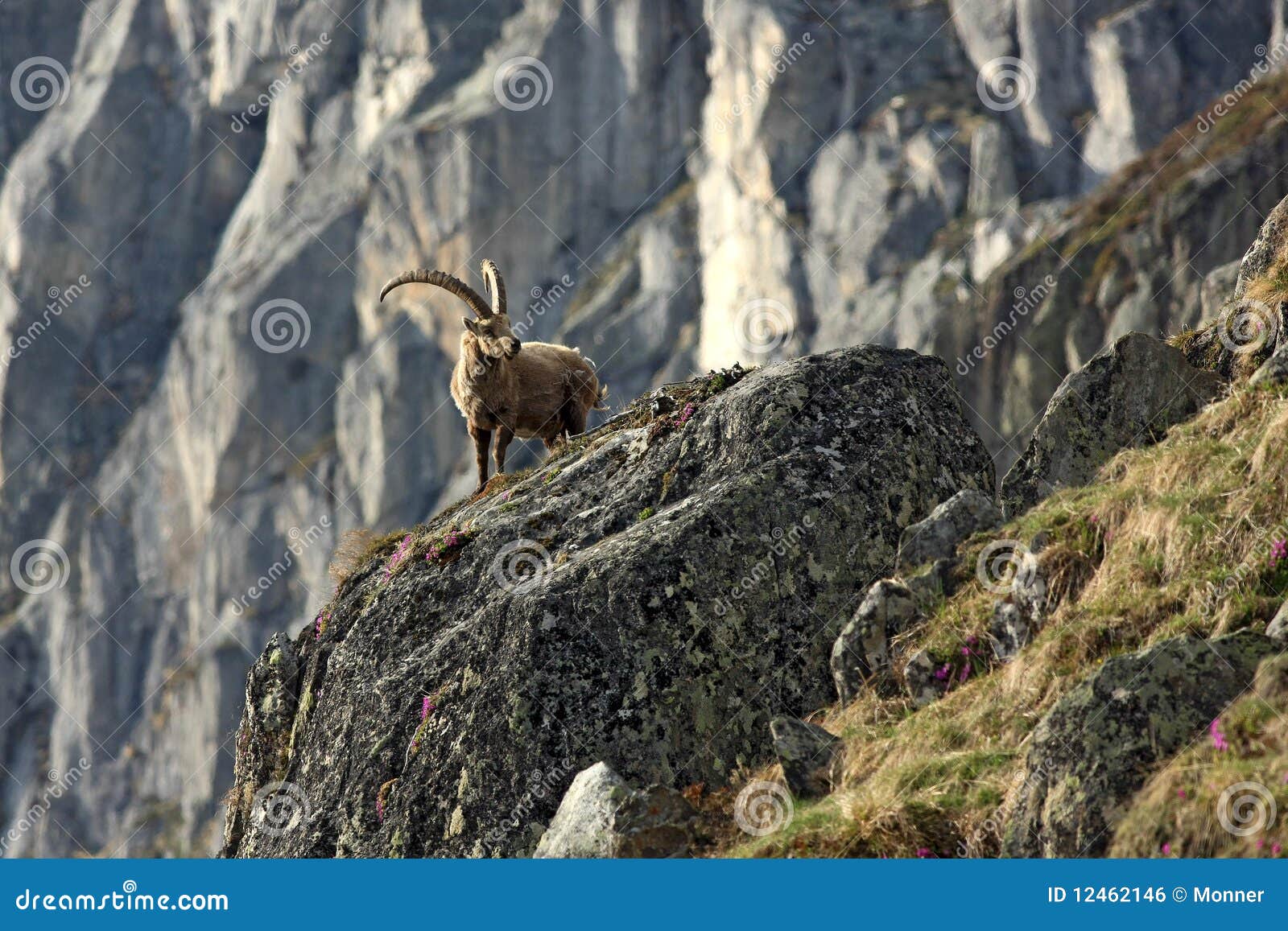 Old Capra Ibex stock photo. Image of goat, horn, male - 12462146
