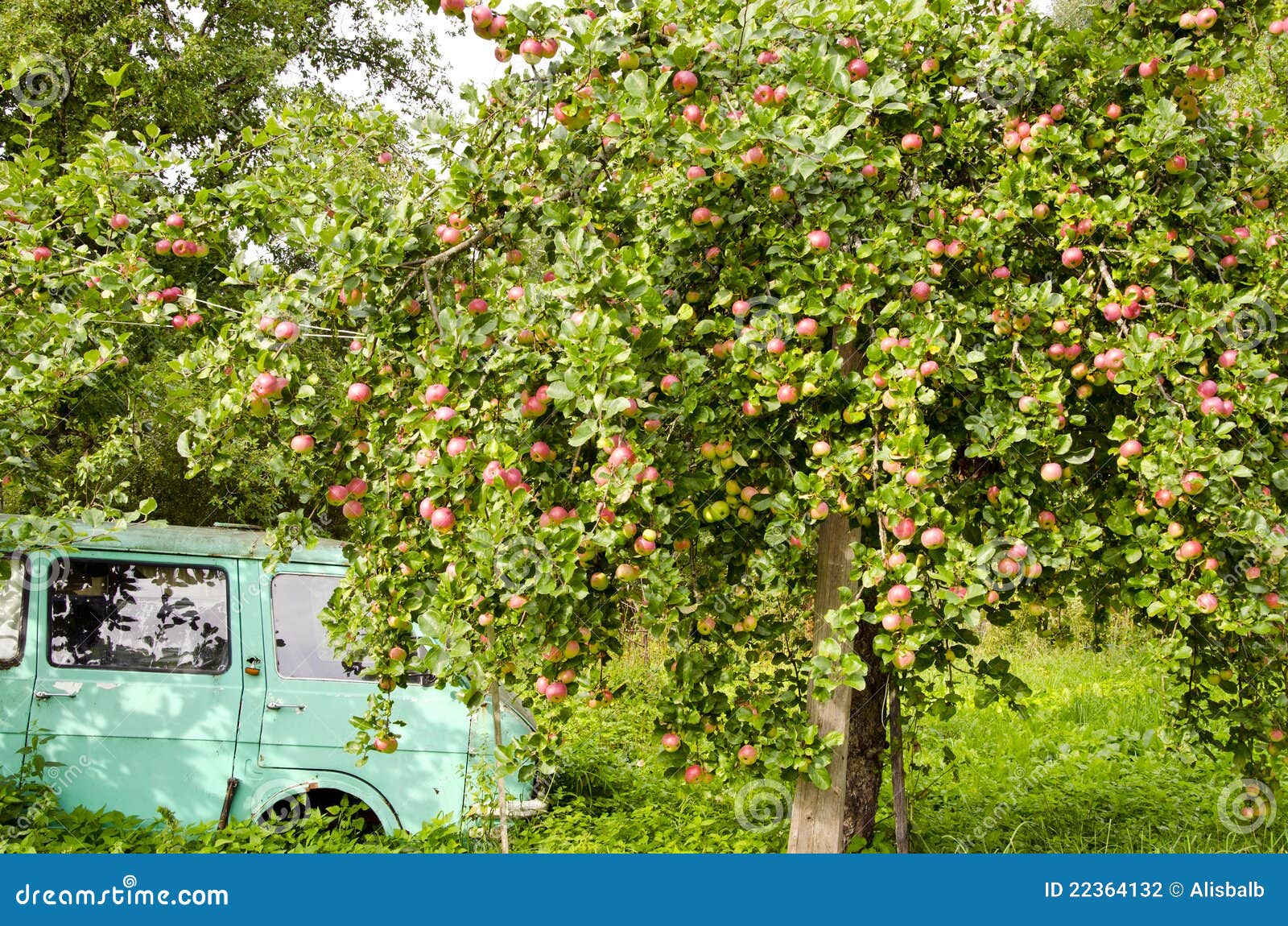 Old Car and Apple Tree in the Garden Stock Photo - Image of leaf ...