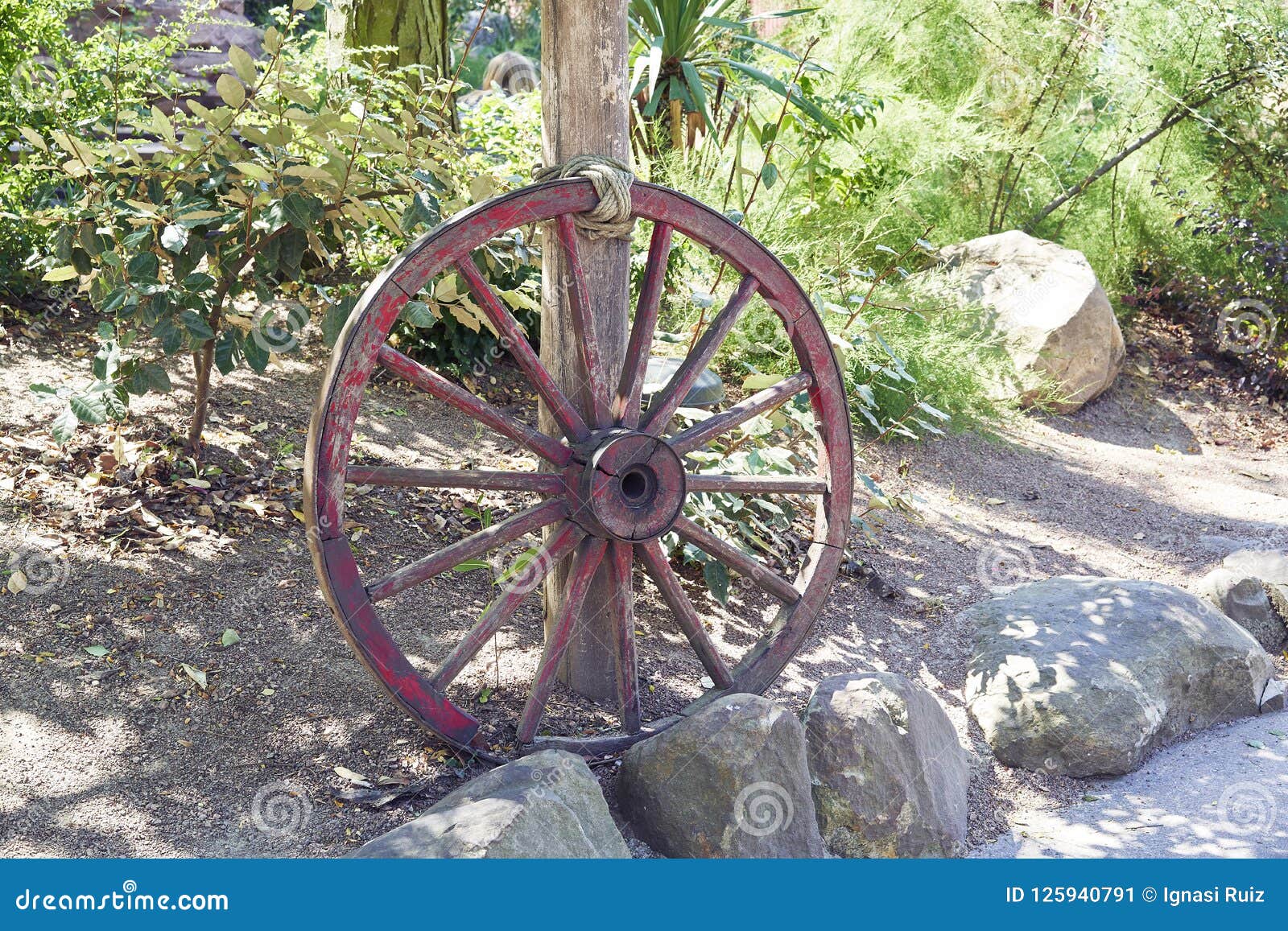 Old car wheel in a tree. stock image. Image of farm - 125940791