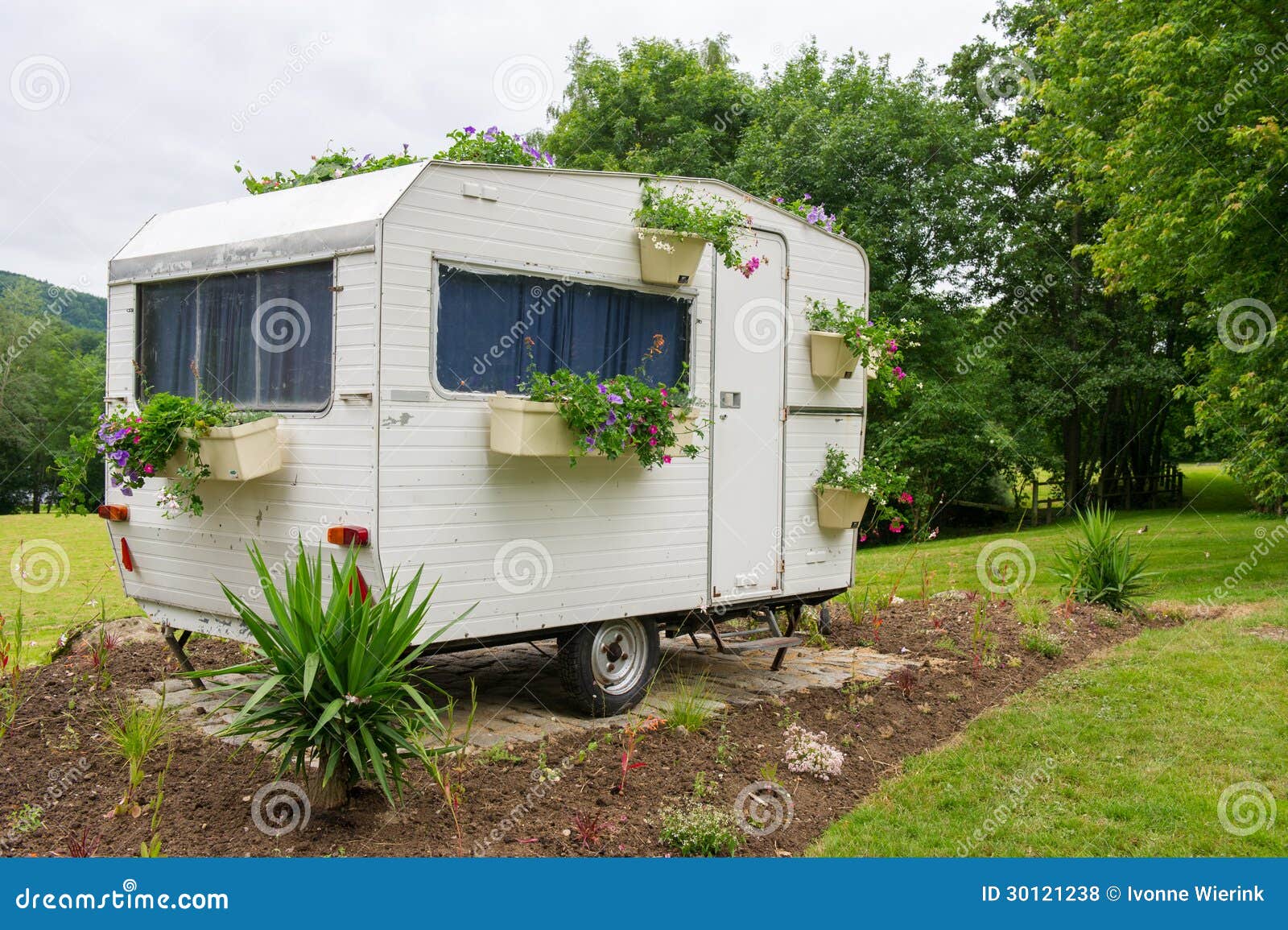 Flowers at the camping stock photo. Image of lawn, campground - 30121238