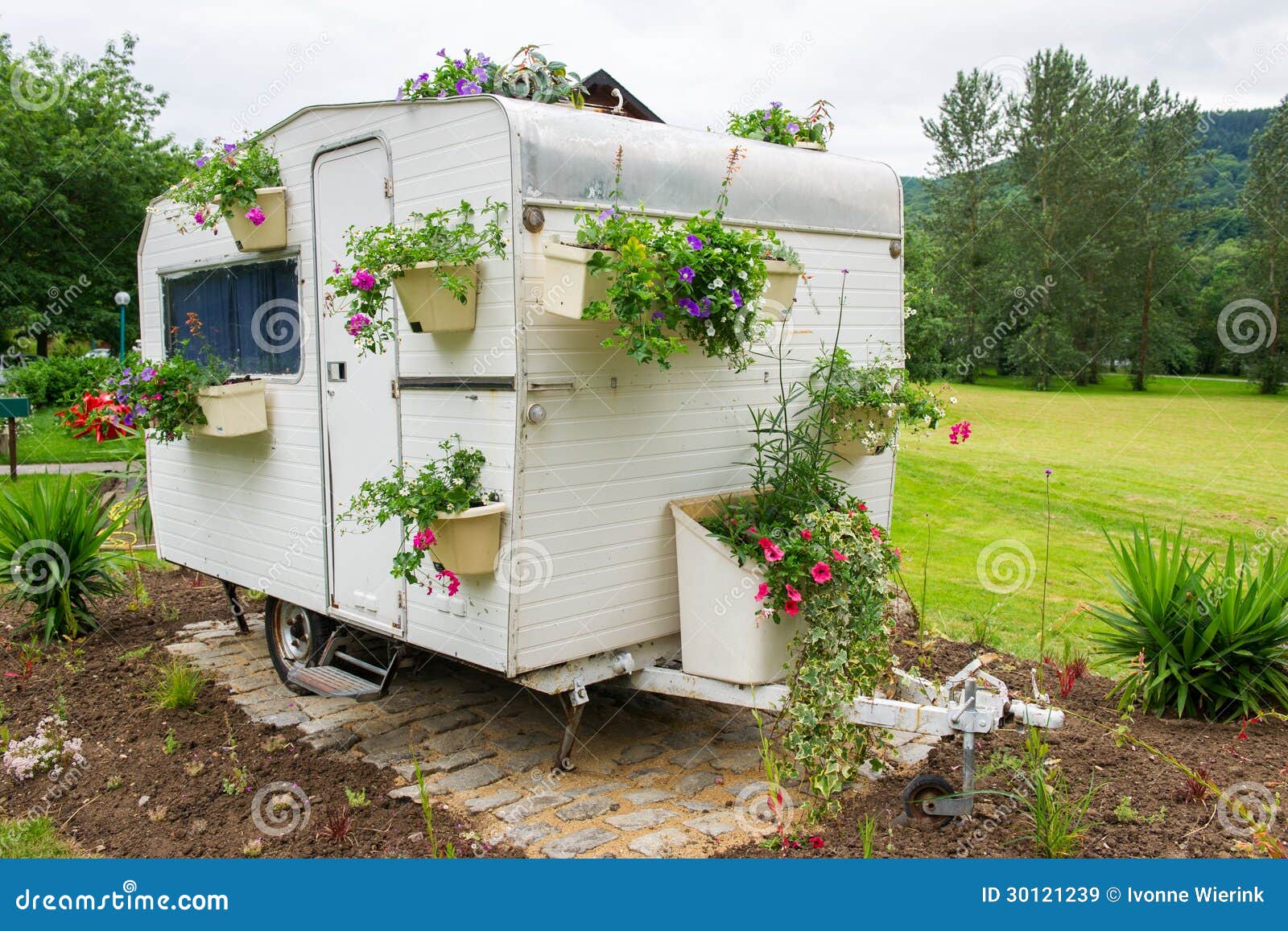 Flowers at the camping stock image. Image of flowers - 30121239
